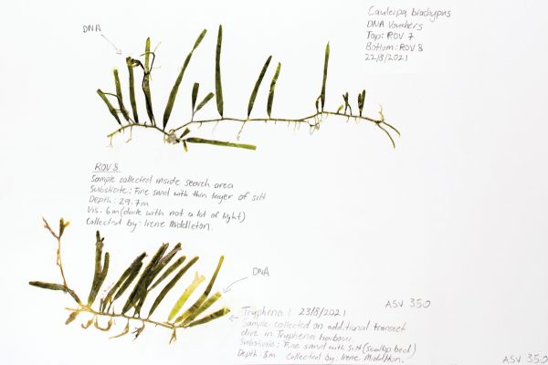 Killer algae | New Zealand Geographic