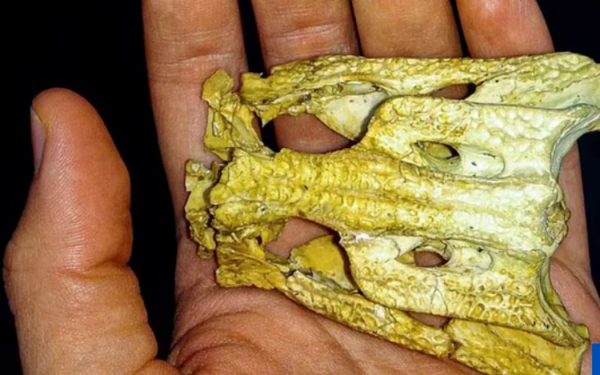 When tiny crocodiles roamed around northern Australia | New Zealand ...