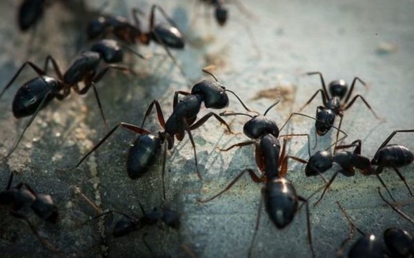 Researchers calculate there are 2.5 million ants for every human | New ...