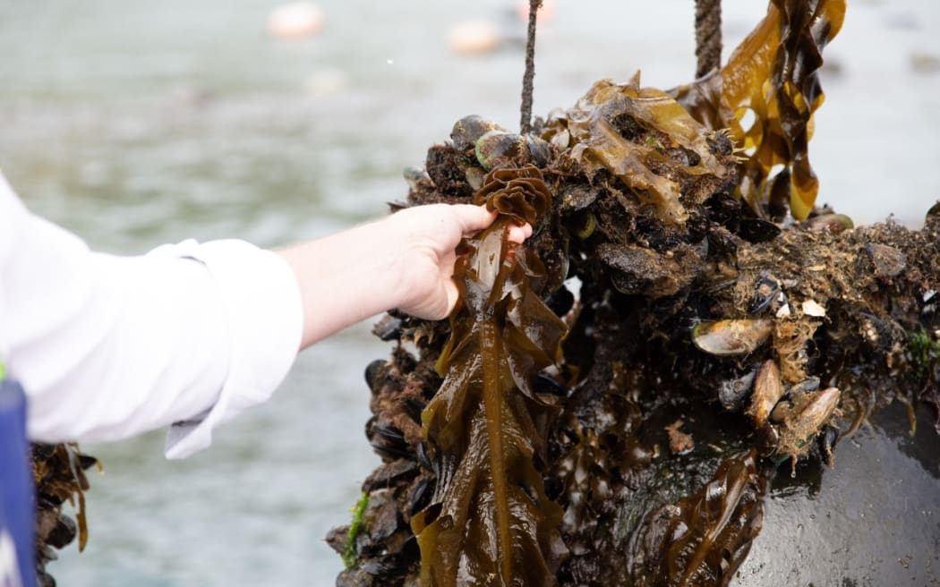 Growth framework developed for New Zealand's seaweed industry | New ...
