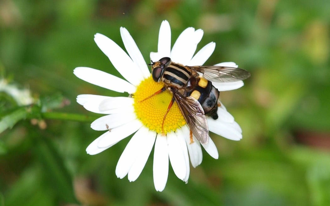 Critter of the Week: Ngaro tara / Three-lined hoverfly | New Zealand ...