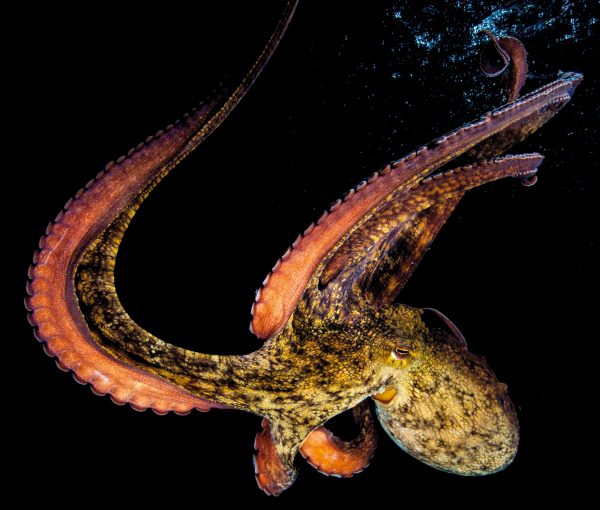 Inside the alien brain | New Zealand Geographic