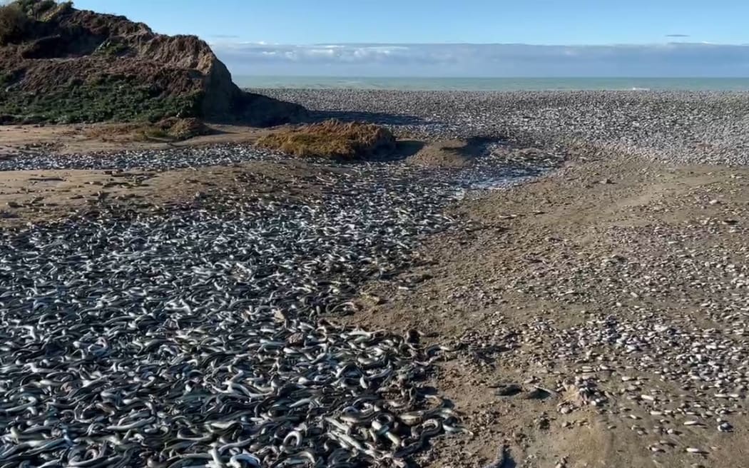 Thousands of eels stuck on farmland after flooding | New Zealand Geographic