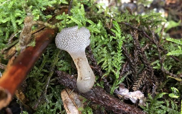 Expert feature: Mushrooms | New Zealand Geographic