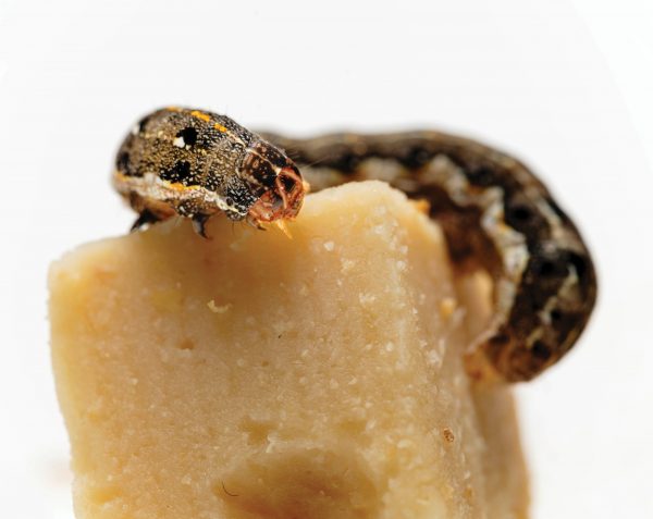 March of the armyworm | New Zealand Geographic