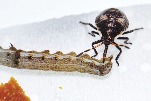 March of the armyworm | New Zealand Geographic