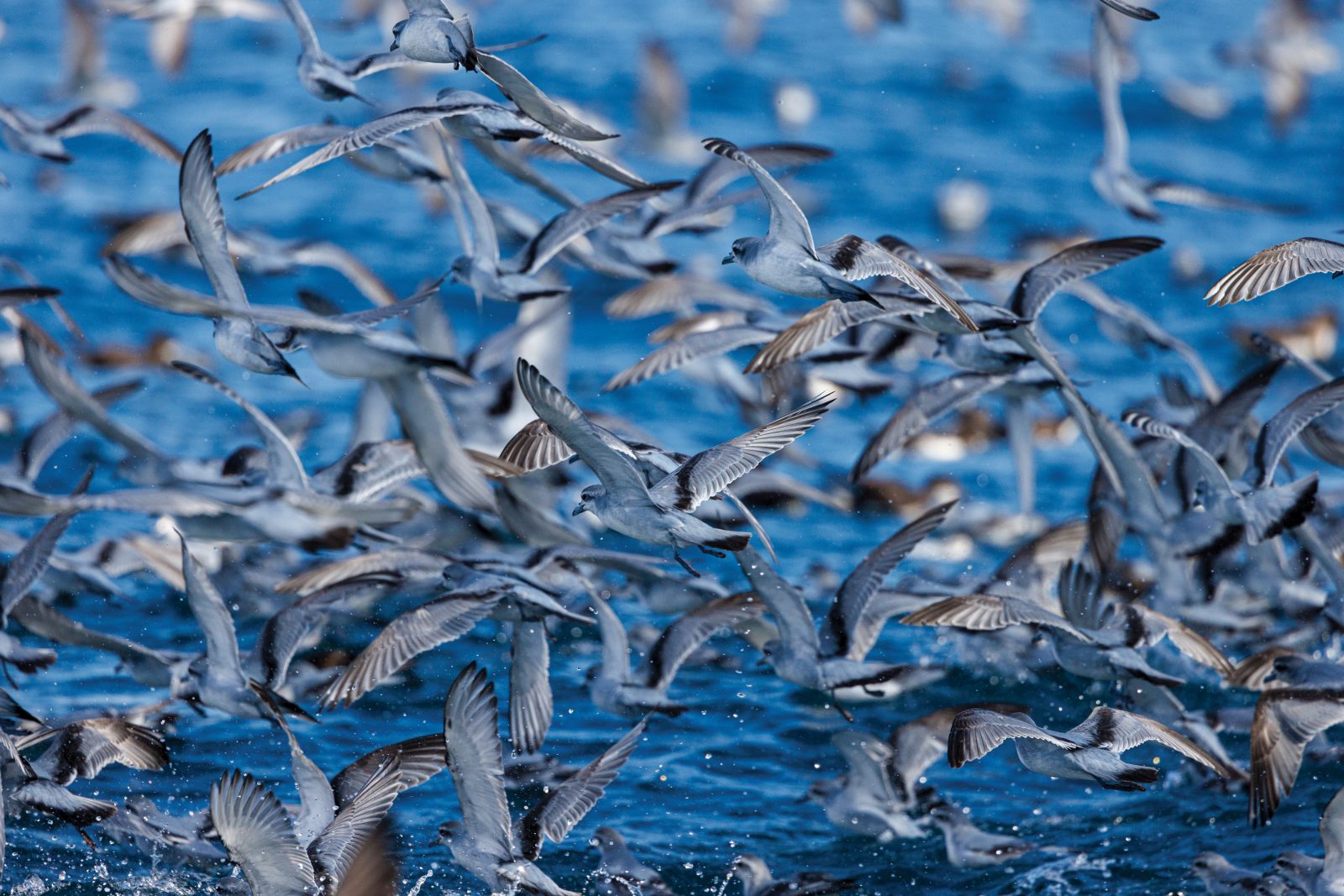 Where the seabirds were | New Zealand Geographic