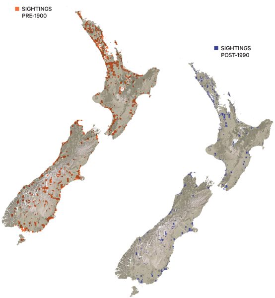 The grief bird | New Zealand Geographic