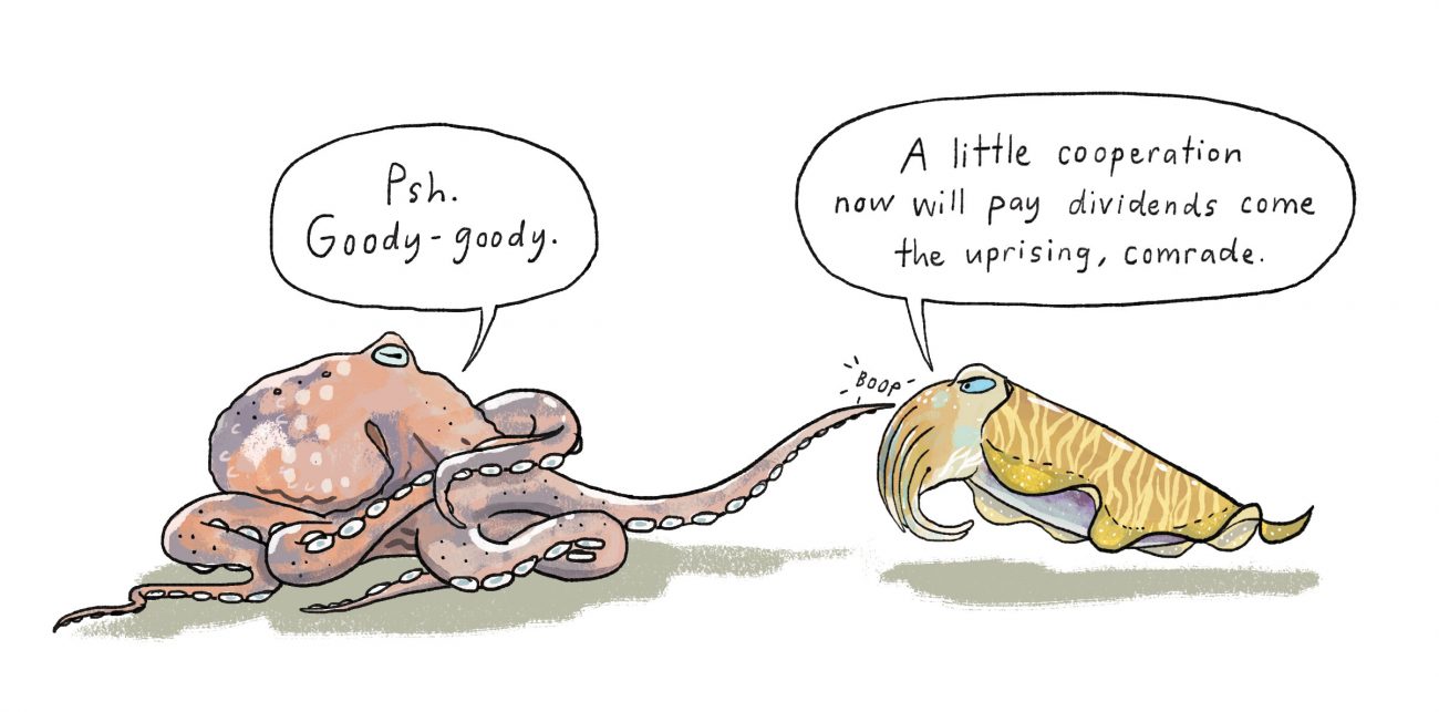 The mystery of the colourblind cephalopods | New Zealand Geographic