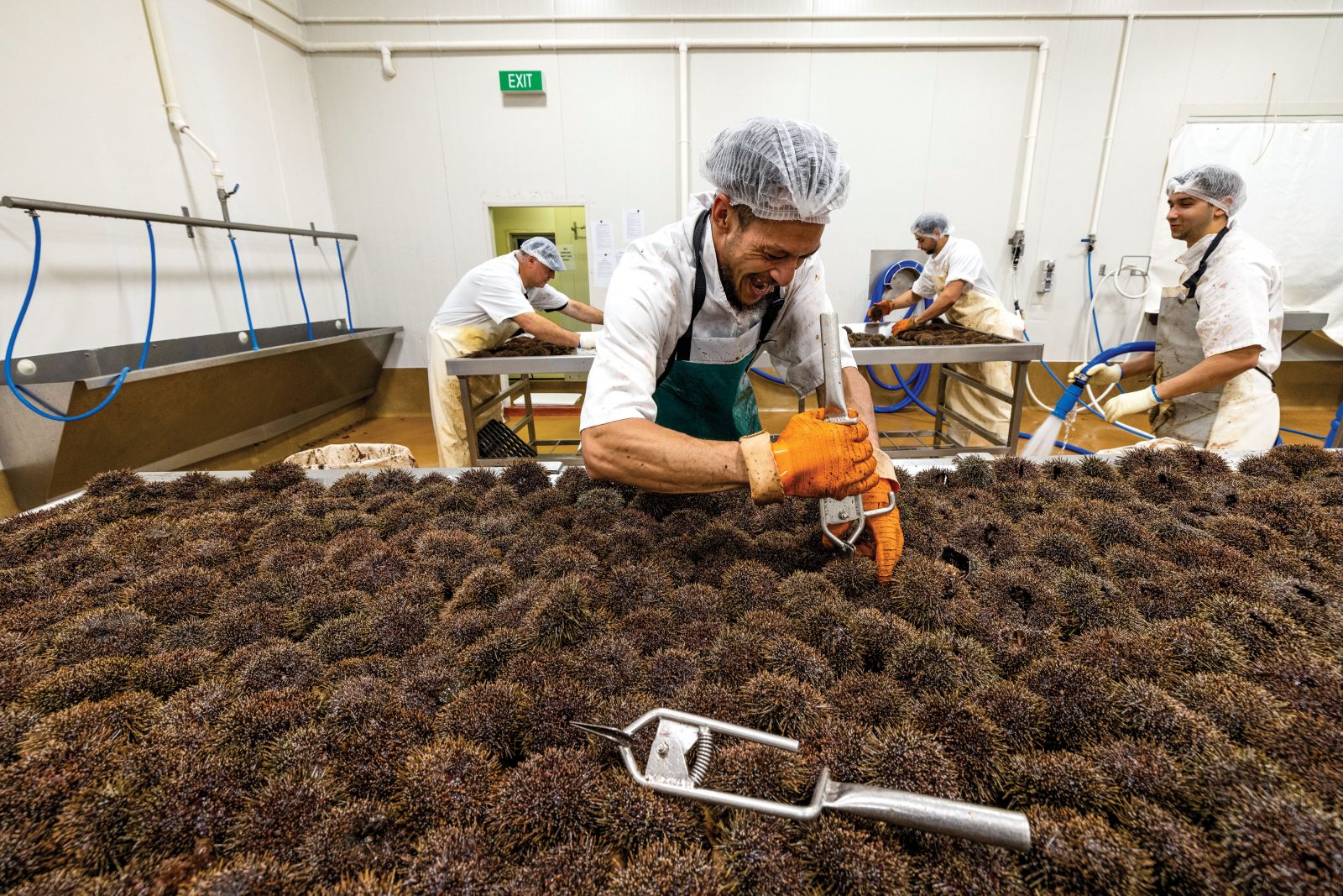 Kina-nomics | New Zealand Geographic