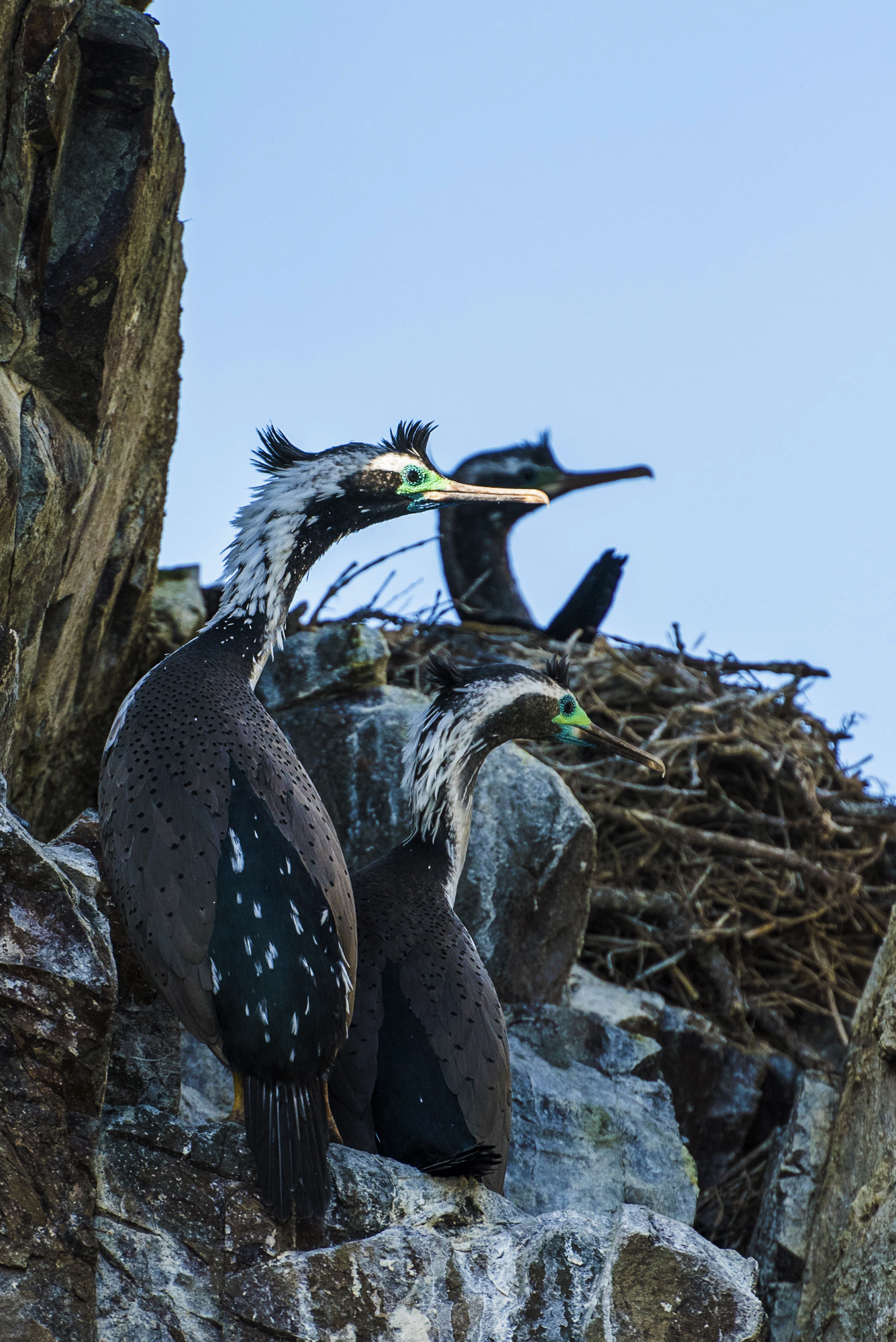The life and times of Shag 224796 | New Zealand Geographic